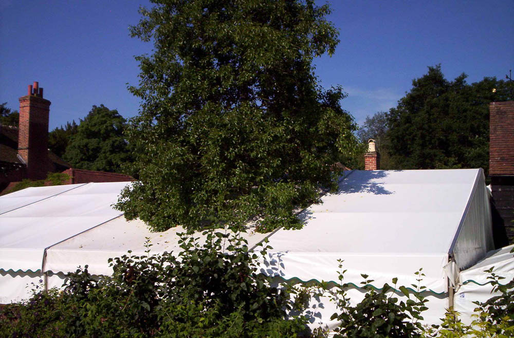 tree-through-roof | Four Seasons Marquees